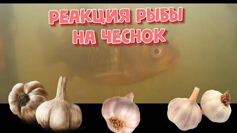 Реакция рыбы на Чеснок
