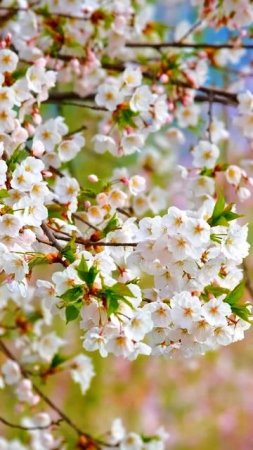 Cherry Blossoms. Beautiful Relaxing Music, Stop Overthinking