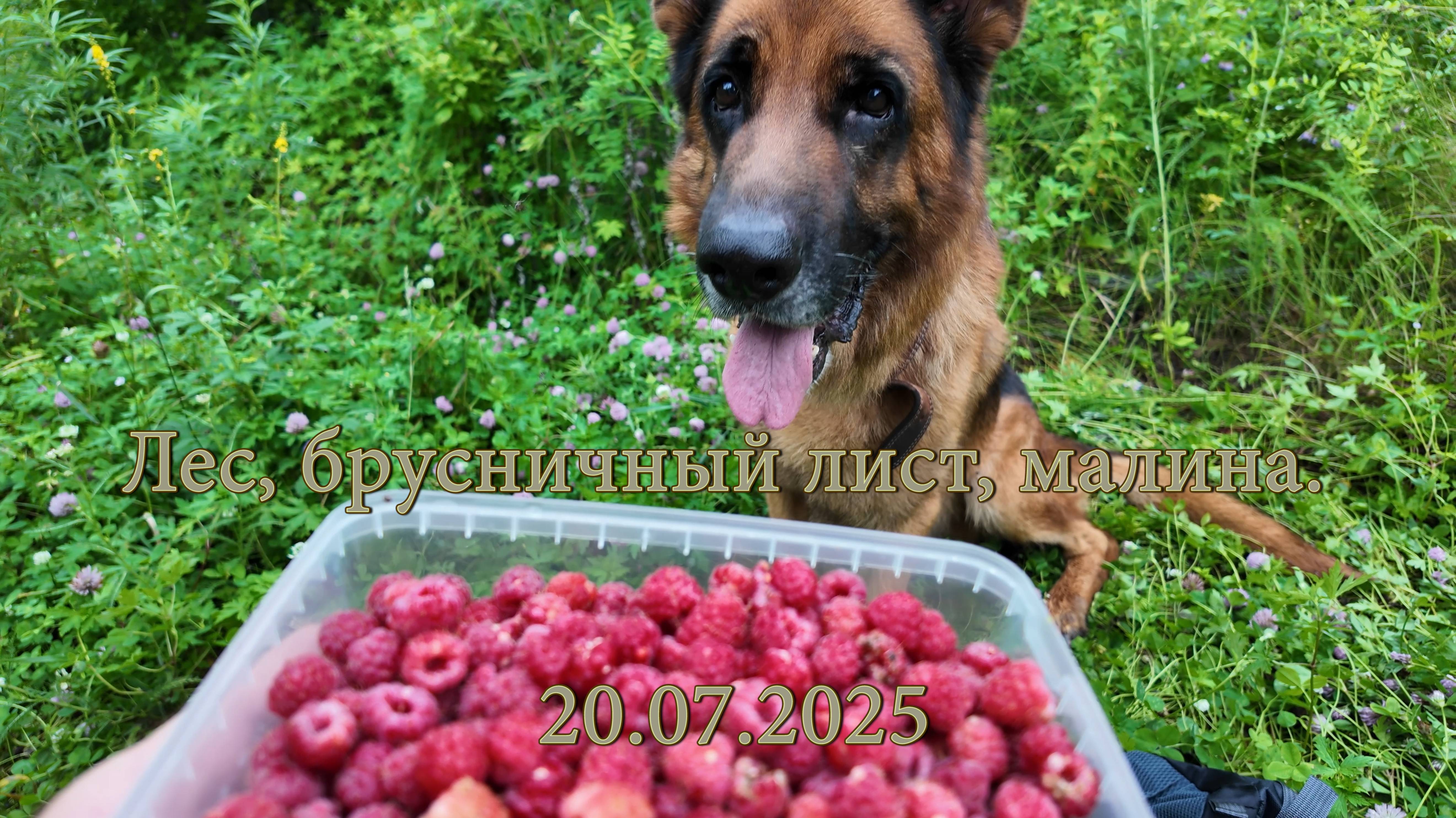 Лес, брусничный лист, малина. 20.07.2025