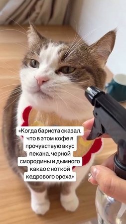 Ещё больше котиков в канале https://t.me/cotorai