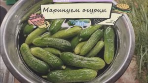 Маринуем огурцы на зиму.
