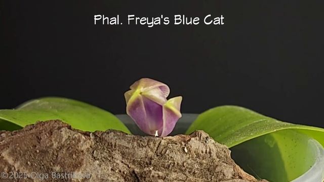 Phal. Freya's Blue Cat TLG