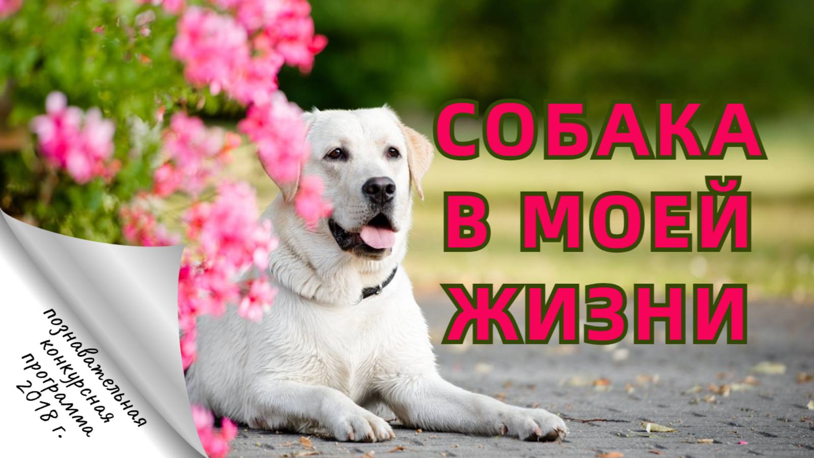 СОБАКА В МОЕЙ ЖИЗНИ / 2018