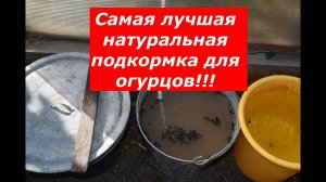 Лучшая подкормка для огурцов во время плодоношения #овощи #огурцы #подкормка