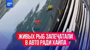 Автосервис ради хайпа сделал «живой аквариум» на капоте машины в Узбекистане