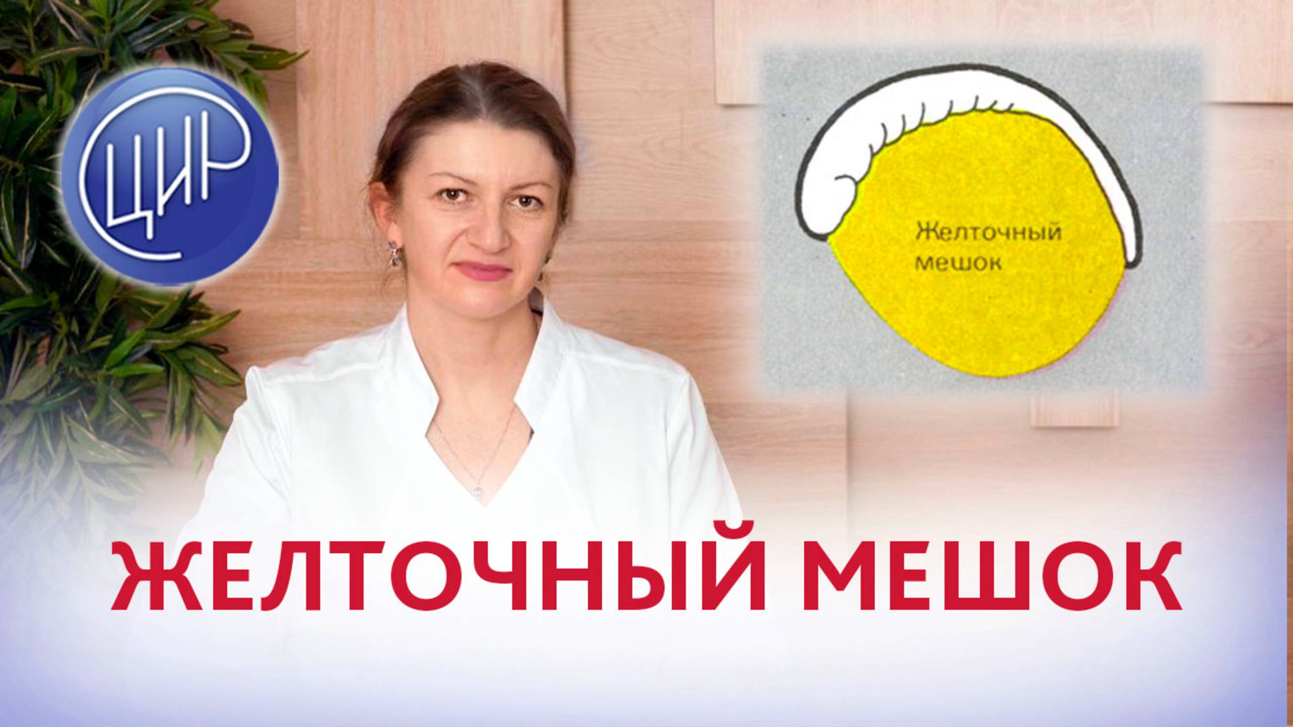 Желточный мешок: что такое желточный мешок. Дементьева С.Н.