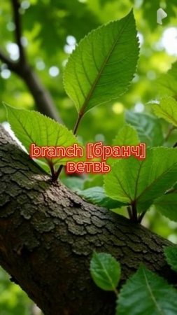 Учим английский - branch