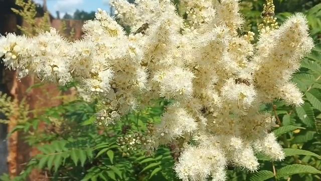 Рябинник цветёт на пасеке.