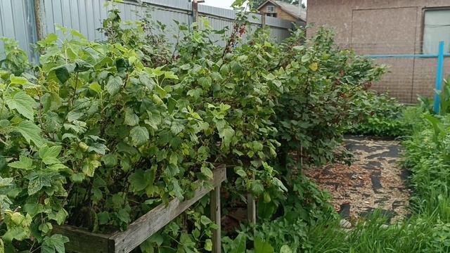 НАЧАЛСЯ ЯГОДНЫЙ СЕЗОН / ДЕЛЮСЬ СВОИМИ ПРОСТЫМИ РЕЦЕПТАМИ