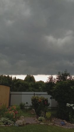 Спасаю розы от ливня🤗