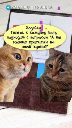 Патруль на кухне (Мяукаем в телеграм Импульс Журнал 👉 @impulsejournal ) #пустьговорят #коты