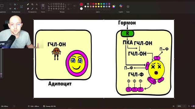 Мобилизация жиров, B-окисление жирных кислот, физическая нагрузка
