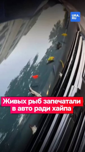 Автосервис ради хайпа сделал «живой аквариум» на капоте машины в Узбекистане