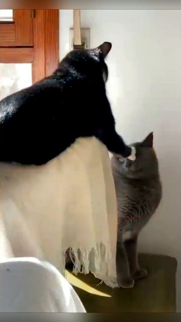 Laugh Out Loud: Hilarious Animal Shorts Compilation