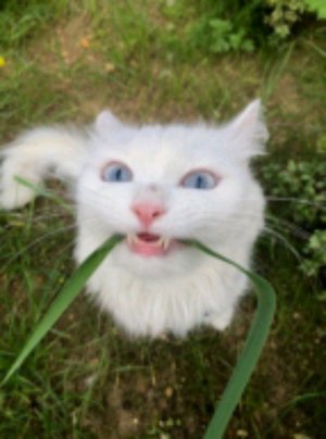 нет