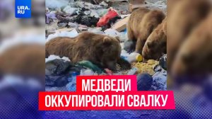 Медведи оккупировали свалку на Камчатке – местные опасаются нападений