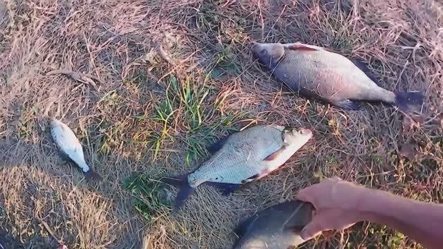 Ловля леща с кормушкой на пенопласт с берега.