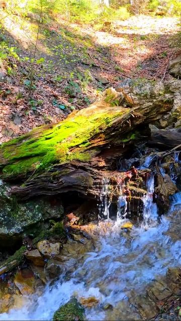 Поющий Ручей — Успокаивающие Звуки Воды и Оптимистичная Музыка 💧🌿💧