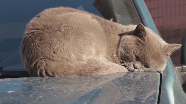 ДУМАЕТ КОТ| Красивые стихи для души | Стихи со смыслом | Люди и кошки, стихи для души