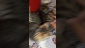 Шотландский котята. Казань.