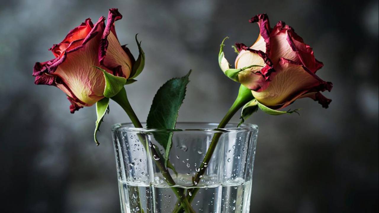 Романс "Две розы", сл. П. Герман, муз. С. Покрасс, оригинальное переложение "Мелодия Вдвоём"