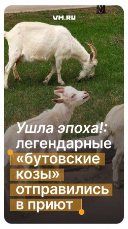 Ушла эпоха!: легендарные «бутовские козы» отправились в приют // Вечерняя Москва