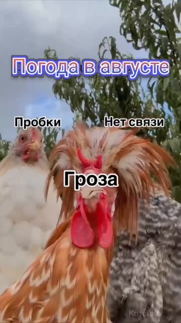 Погода в августе