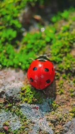 Из жизни Божьих коровок🐞🐞🐞🐞🐞