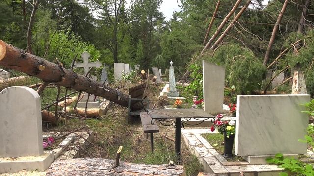 Повалены деревья, сломаны ветки: городские коммунальщики устраняют последствия минувшей бури
