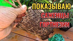 🌸 ОГО! ТЫ НЕ УЗНАЕШЬ СВОЙ САД ЕСЛИ ПОСАДИШЬ ТАКИЕ САЖЕНЦЫ МЕТЕЛЬЧАТОЙ ГОРТЕНЗИИ!