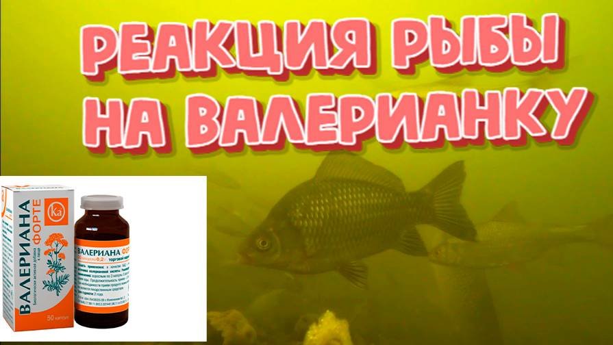 Реакция рыбы на экстракт Валерианы ( подводная съемка)