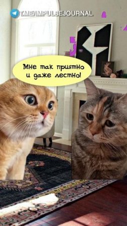 Всё правда (Мяукаем в телеграм Импульс Журнал 👉 @impulsejournal ) #пустьговорят #коты