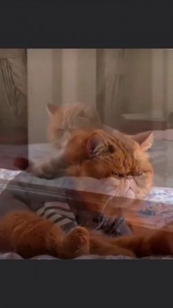 Доброе утро
