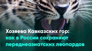 Хозяева Кавказских гор: как в России сохраняют переднеазиатских леопардов