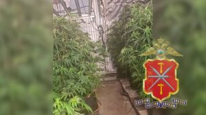 Сотрудники полиции пресекли в Туле масштабное культивирование конопли и изготовление марихуаны