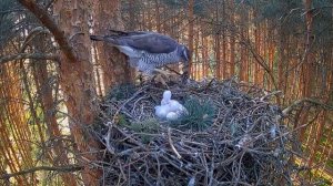 День без полётов Родитель-домосед и три голодных наблюдателя!