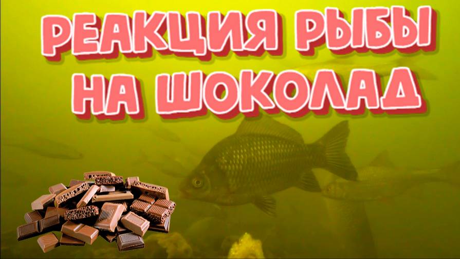 Реакция рыбы на Шоколад ( подводная съемка)