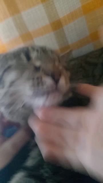кошка укусила свою лапу!