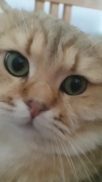 Спокойной ночки! 😻