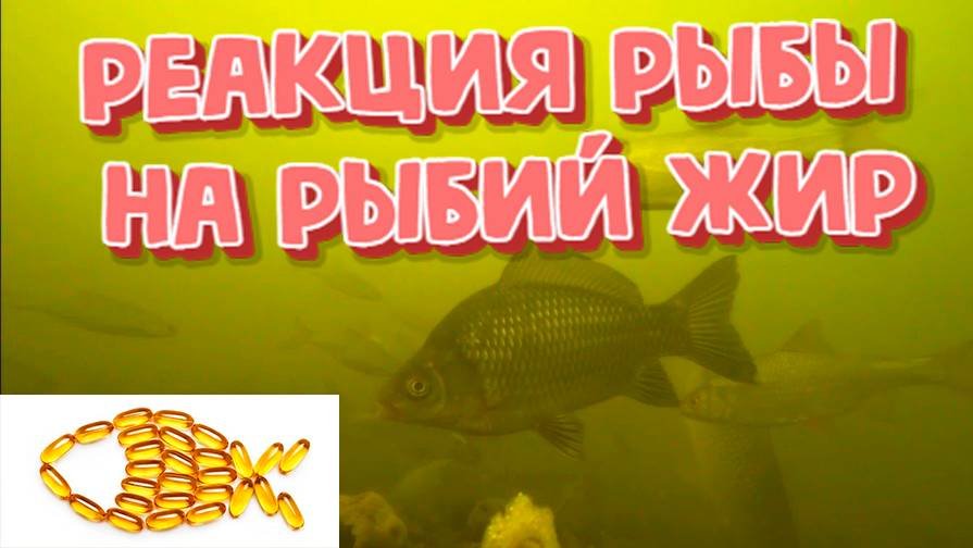 Реакция рыбы на Рыбий жир ( подводная съемка)