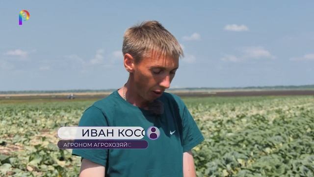 УБОРКА КАПУСТЫ