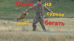 Охота на Сурков, . Сафари.