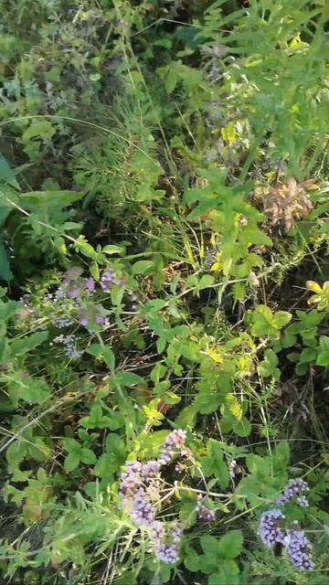 Душица на холме возле дачи