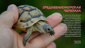 Средиземноморская черепаха. / 2025.07.19