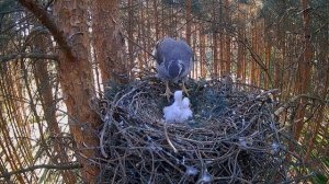 Три вечно голодных клюва! Четвёртое яйцо оказалось пустым, но забот хватает