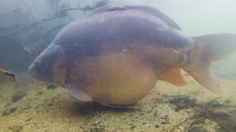 Лучшие моменты подводной съёмки рыбалки 🐠🐋🐟 Рыбы под водой 🐠🐋🐟
