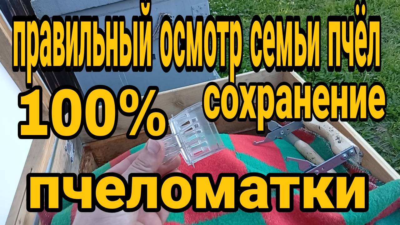 правильный осмотр семьи пчёл
