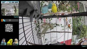 🟢24/7 budgie stream 🦜🦜🦜 | жизнь погугаев на балконе📍 | relaxation ☯︎