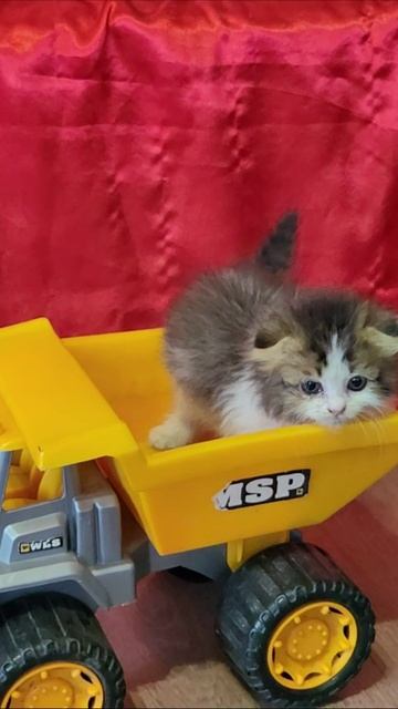 Водитель детского желтого самосвала 3. КОТЕНОК 3.