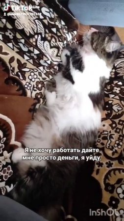 Сонная муха 🤗
